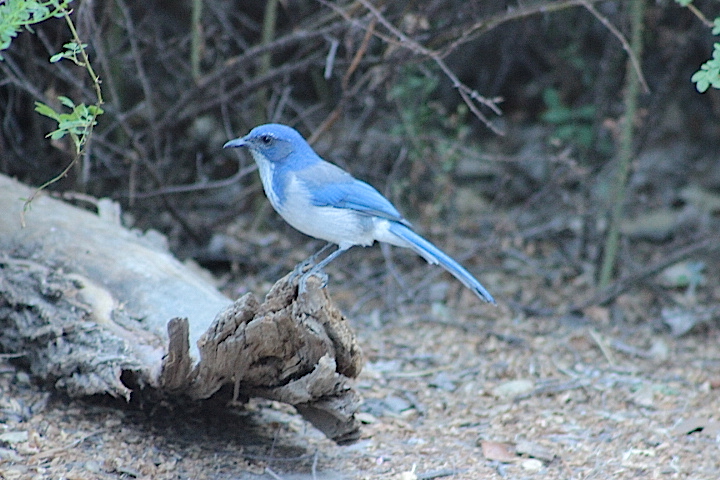 Leon Russell 🎩 Bluebird | Enchanted Seashells | Princess Rosebud