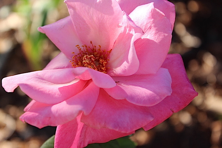 The Senescence of a Rose | Enchanted Seashells | Princess Rosebud