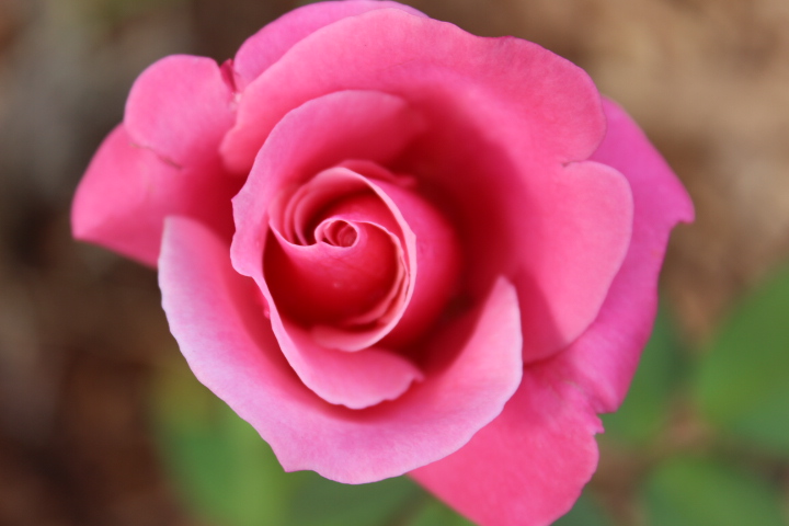 What’s in a name? | Enchanted Seashells | Princess Rosebud