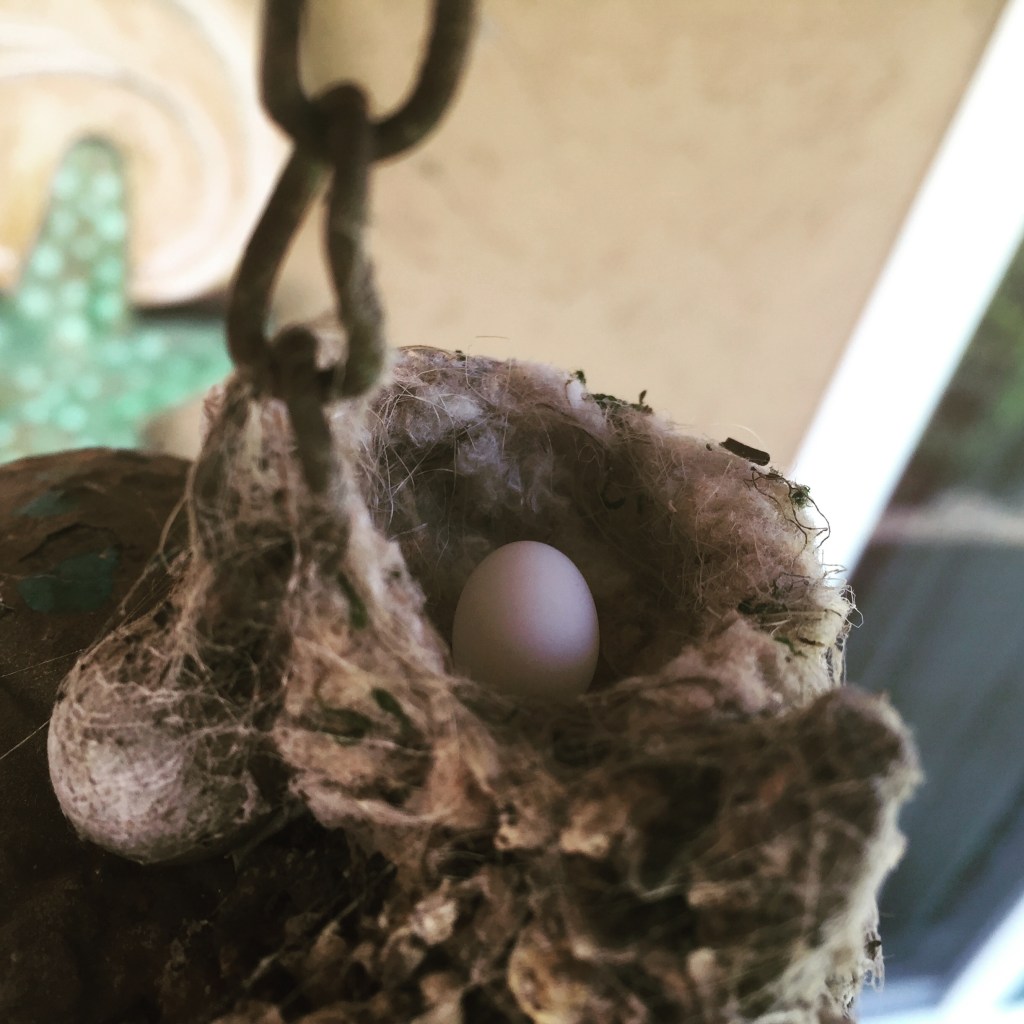 Update: Yummy Hummy Mummy; an egg appears! | Enchanted Seashells ...