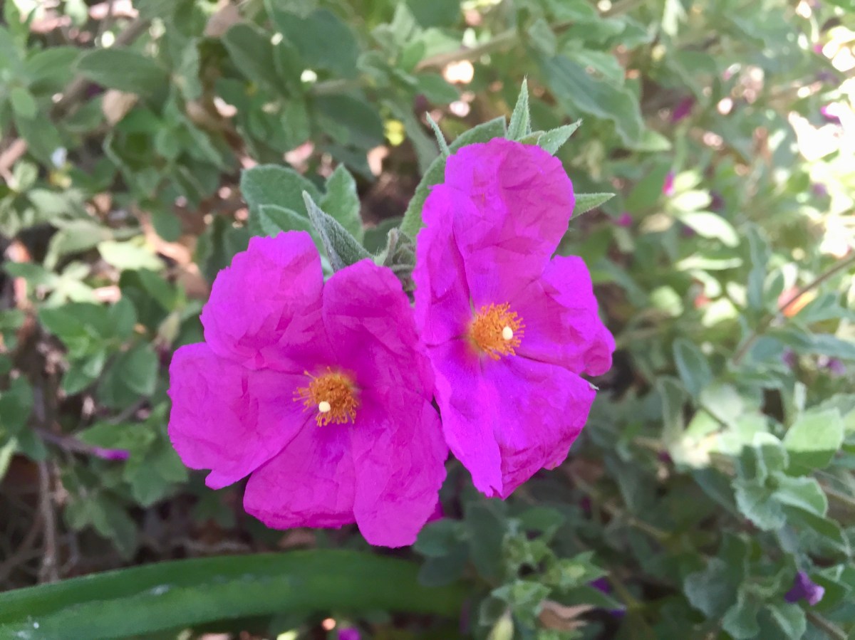 Rock Rose | Enchanted Seashells by Princess Rosebud