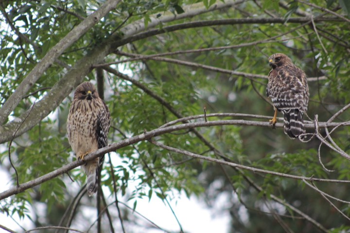 One Tree: Two Hawks | Enchanted Seashells by Princess Rosebud