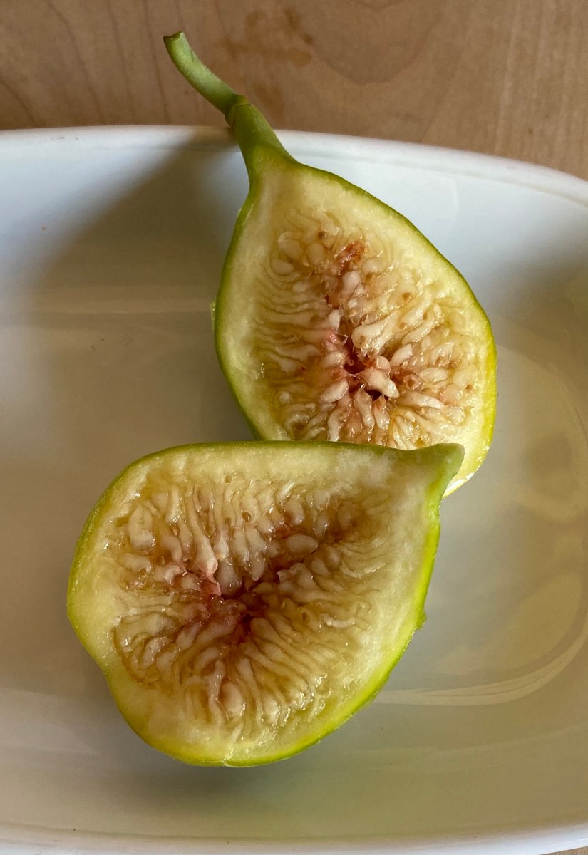 Sweet Diana Fig | Enchanted Seashells by Princess Rosebud