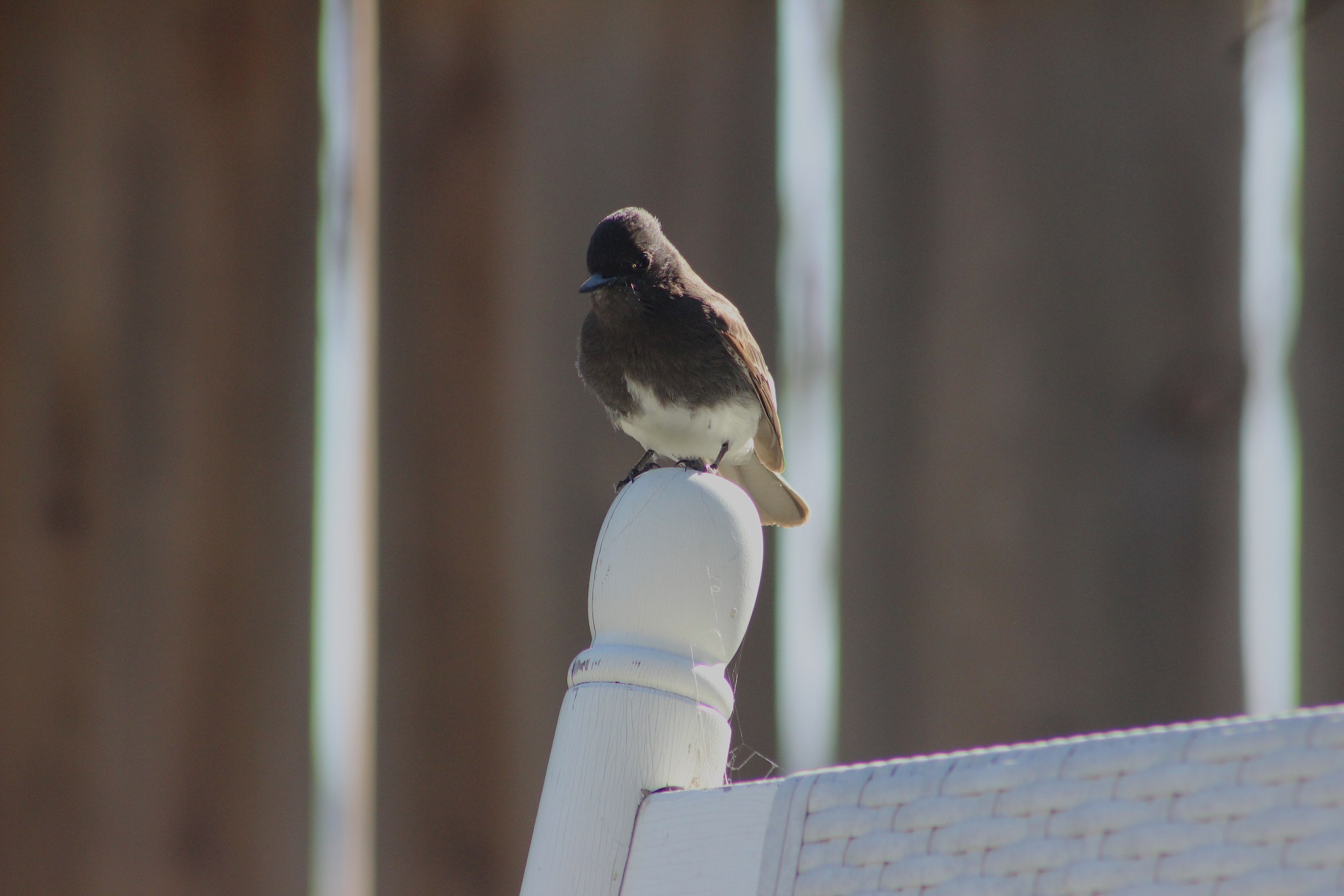 Birds of SoCal | Enchanted Seashells by Princess Rosebud
