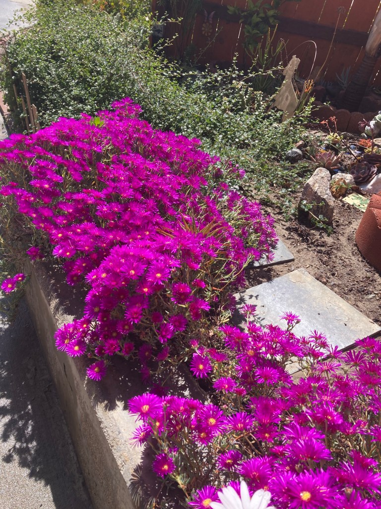 Spring Garden Tour | Enchanted Seashells | Princess Rosebud