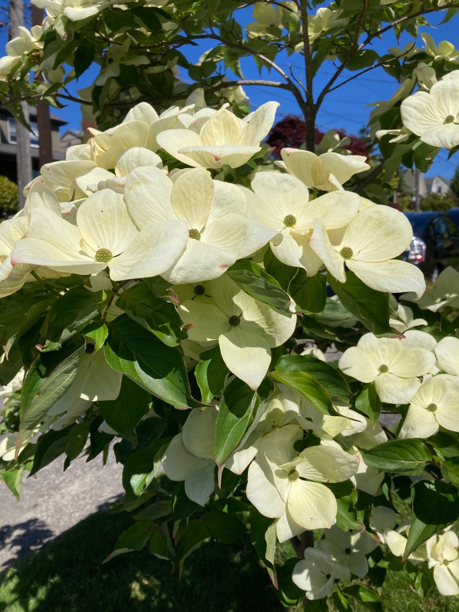 Photo Journey | Enchanted Seashells by Princess Rosebud