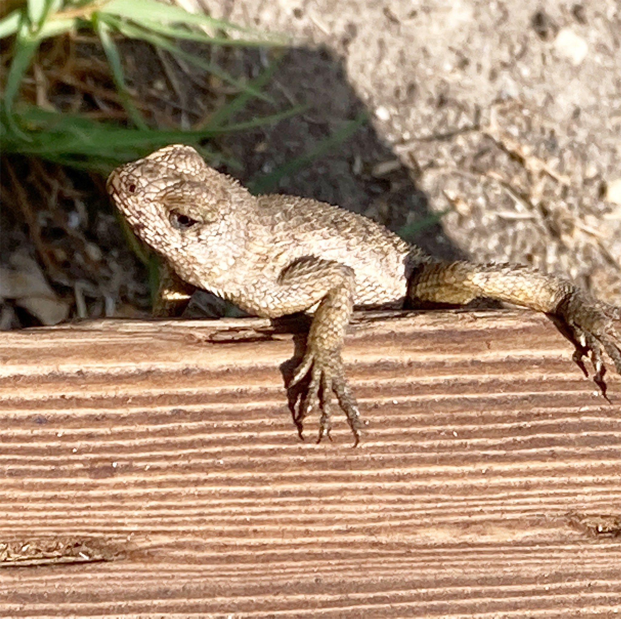 Lothario the Lounge Lizard | Enchanted Seashells | Princess Rosebud