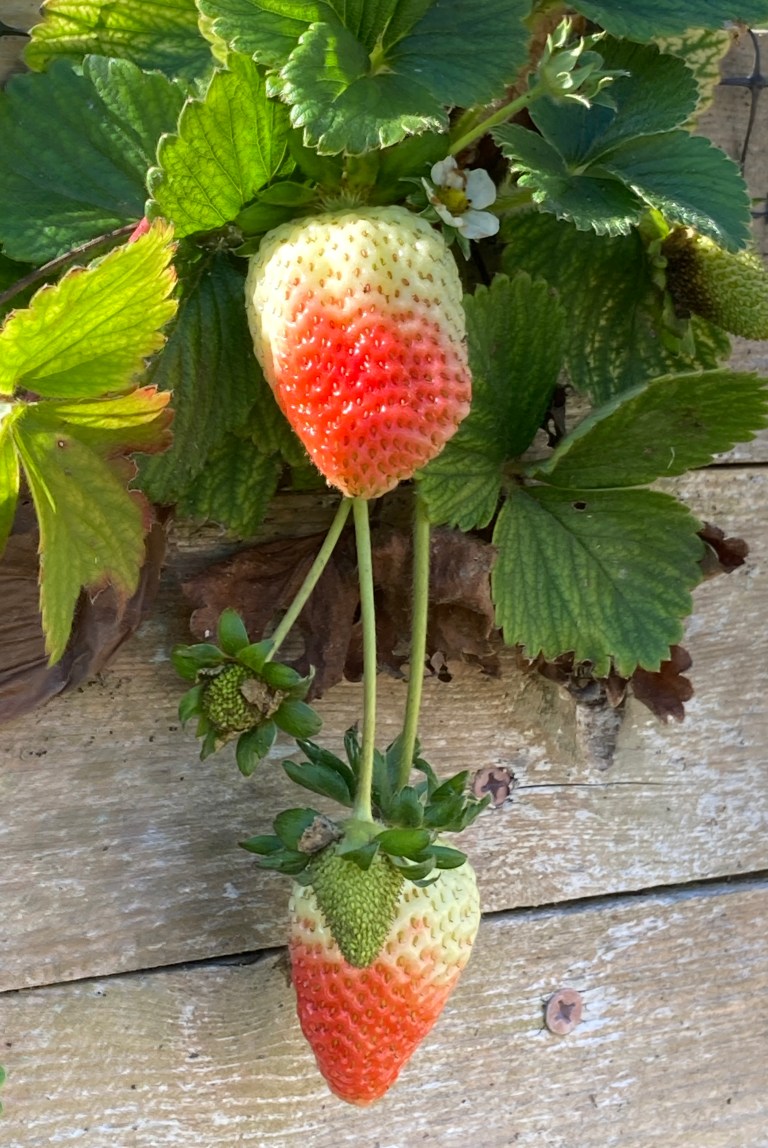 Not Quite Ready | Enchanted Seashells | Princess Rosebud