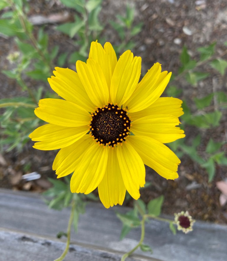 My Beautifully Perfect Yellow Daisy | Enchanted Seashells | Princess ...