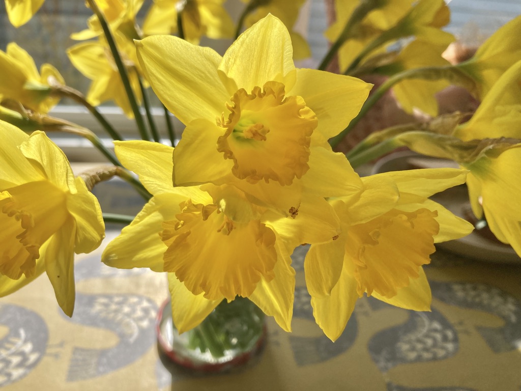 First Sign of Spring: Daffodils | Enchanted Seashells by Princess Rosebud