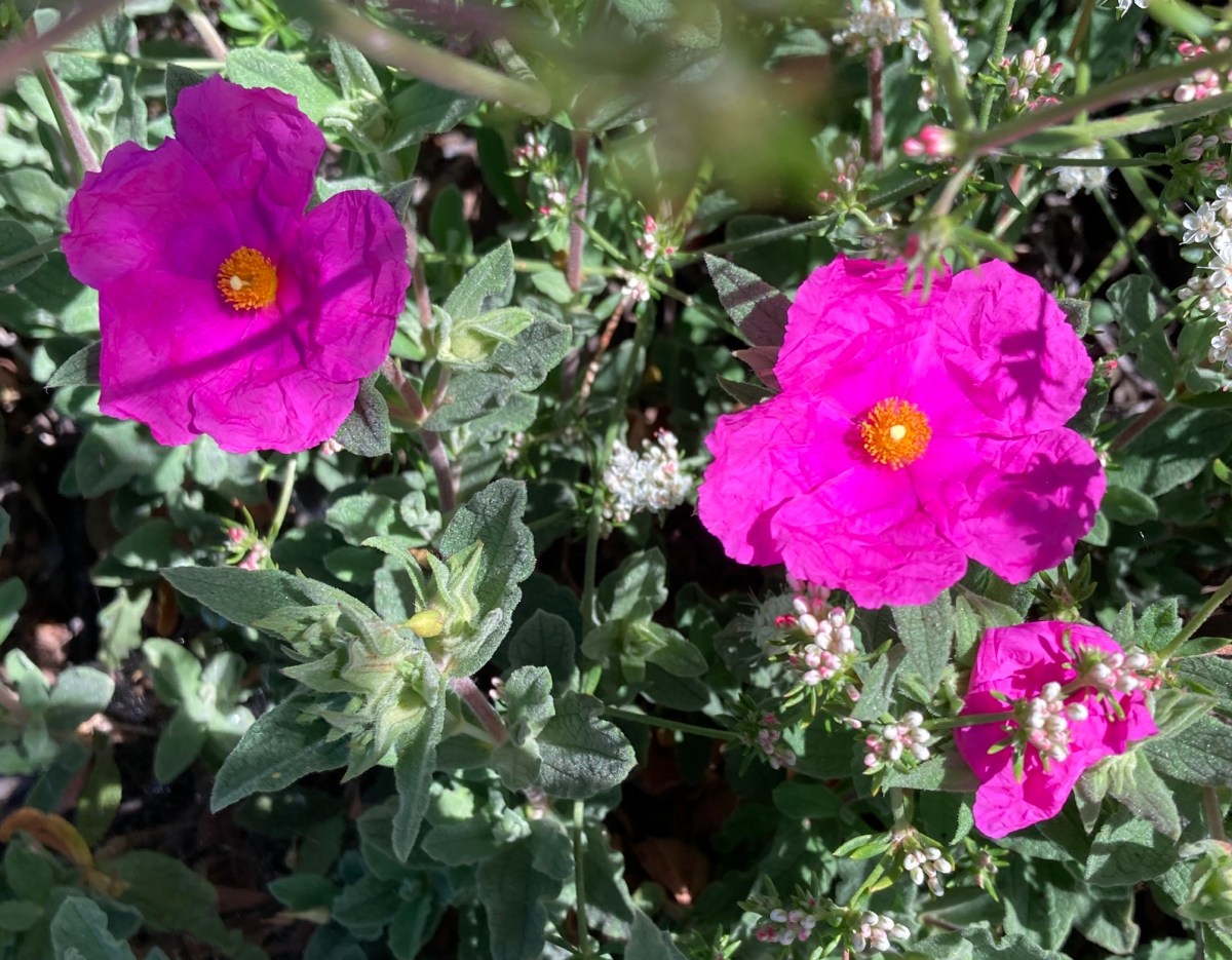 Rose Gone WILD | Enchanted Seashells by Princess Rosebud