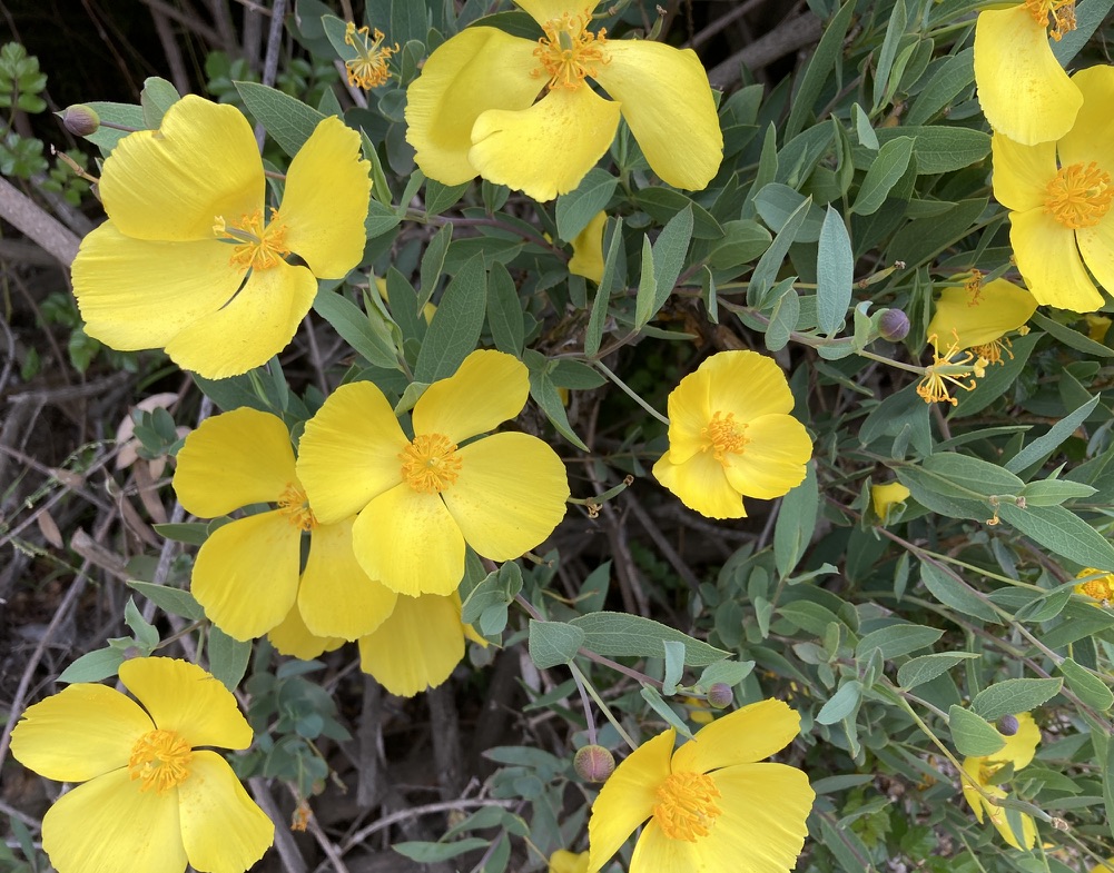 Symphony in Yellow | Enchanted Seashells | Princess Rosebud