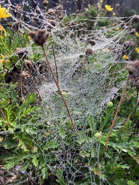 Spooky Creepy Spider Webs | Enchanted Seashells | Princess Rosebud