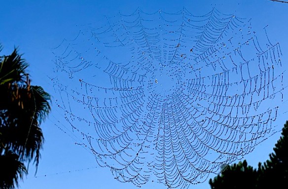 Spooky Creepy Spider Webs | Enchanted Seashells by Princess Rosebud