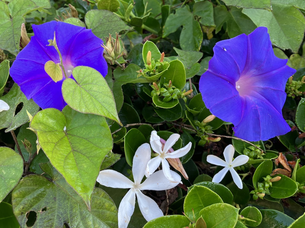 Purple + White | Enchanted Seashells | Princess Rosebud