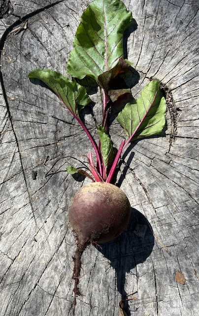 From Seed to Harvest | The Essential and Humble Beet | Enchanted ...