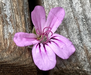 darkness | Enchanted Seashells | Princess Rosebud