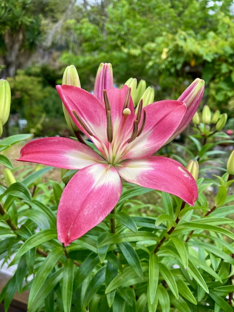 Stargazing | Enchanted Seashells | Princess Rosebud