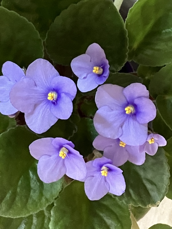 African Violets: Tender Loving Care | Enchanted Seashells | Princess ...