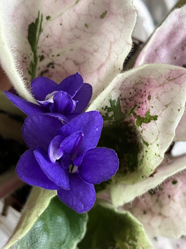 African Violets: Tender Loving Care | Enchanted Seashells | Princess ...