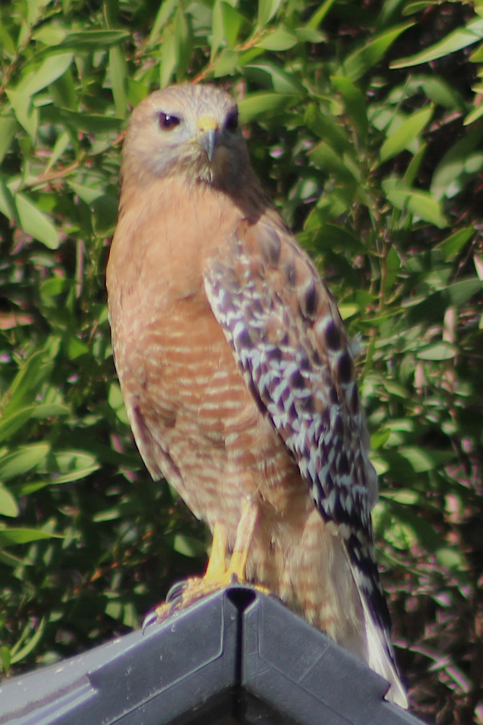 Enchanted Seashells by Princess Rosebud | Beguiling pearls of wit ...