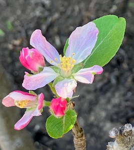 It’s Apple Blossom Time | Enchanted Seashells | Princess Rosebud