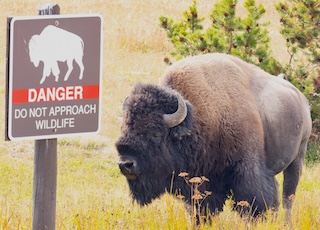 There’s a Bison In My Bed | Enchanted Seashells | Princess Rosebud