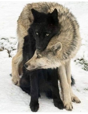 Wolf Love: Yin and Yang | Enchanted Seashells | Princess Rosebud